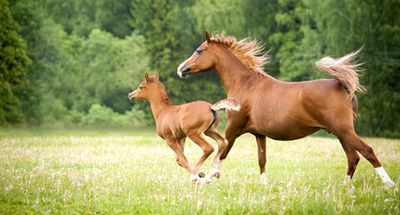 Wie oft und wie lange ist eine Stute rossig?
