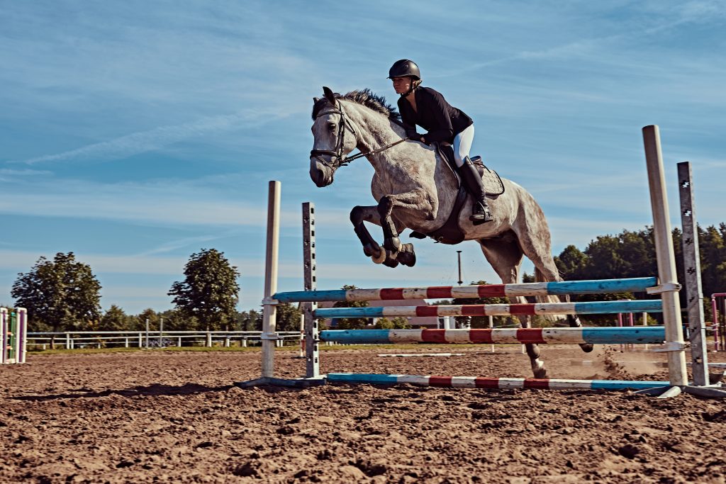 Springreiten: Das 1x1 - Pferd Spezial